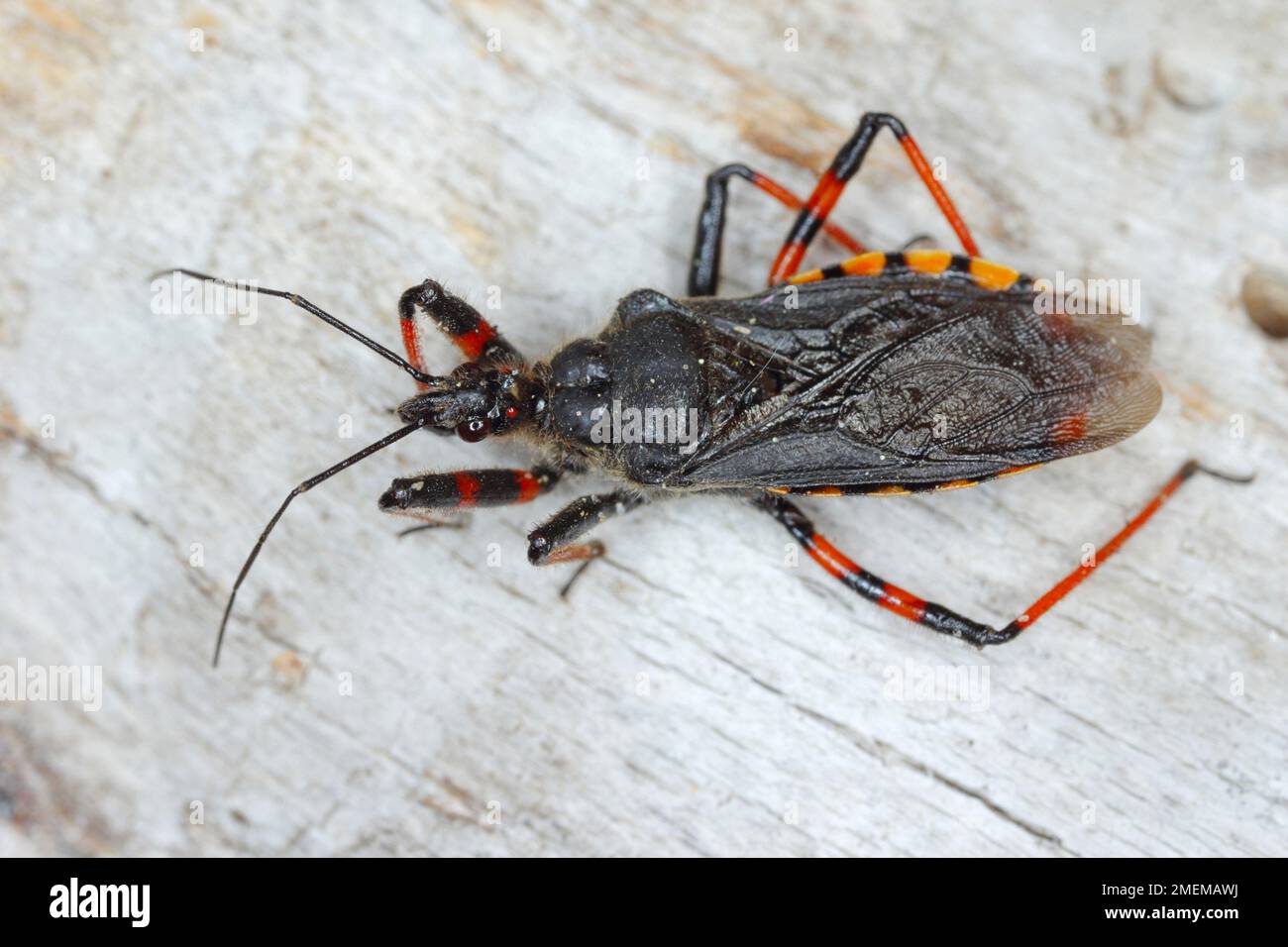 Rhynocoris annulatus, an Assassin bug on wood. It is a predatory bug ...