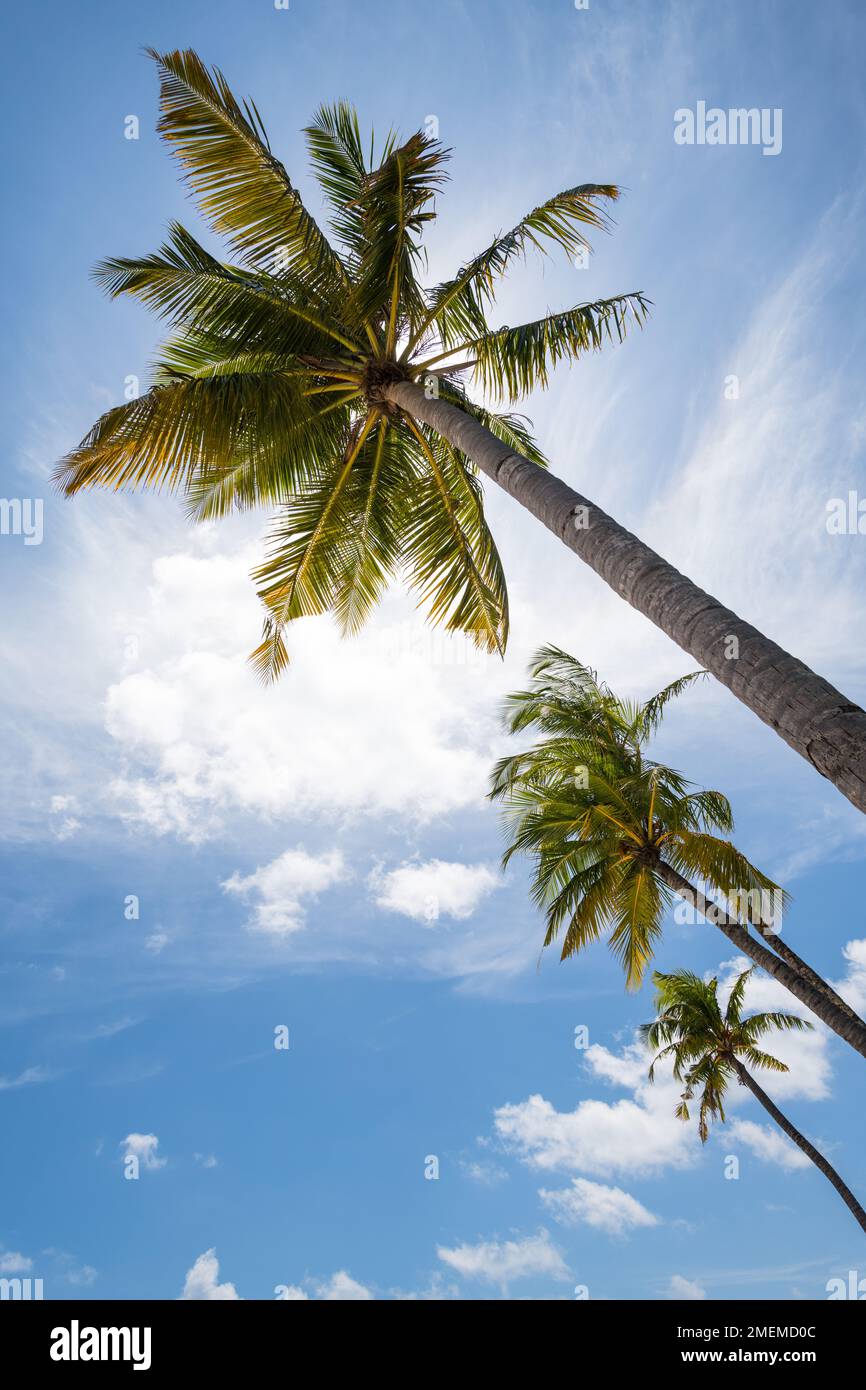 Palm trees on a tropical beach, Baa Atoll, Maldives Stock Photo - Alamy