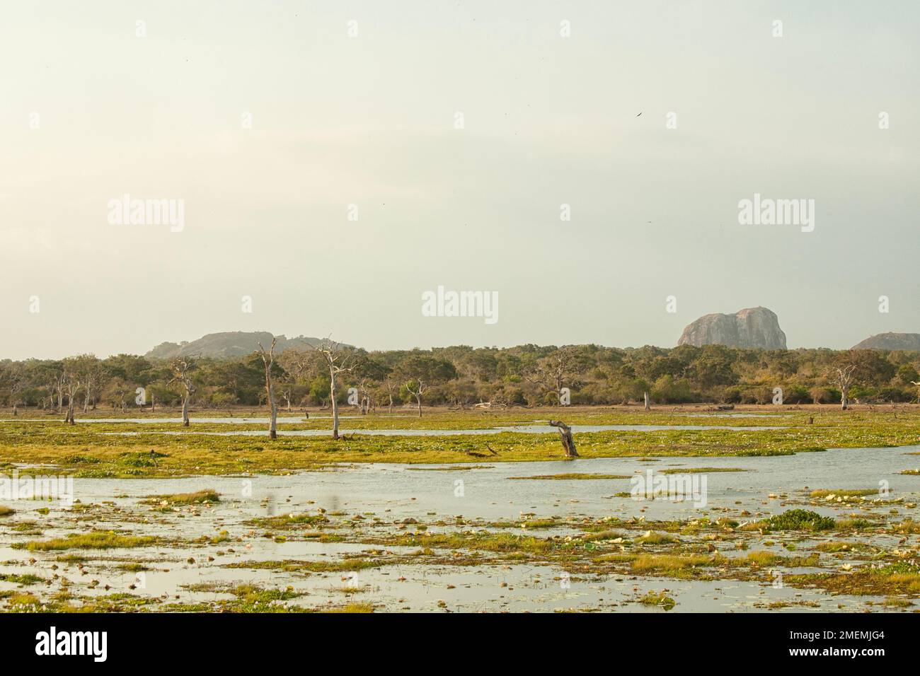 Landscape in the Yala National Park, Yala Park, Sri Lanka Stock Photo ...