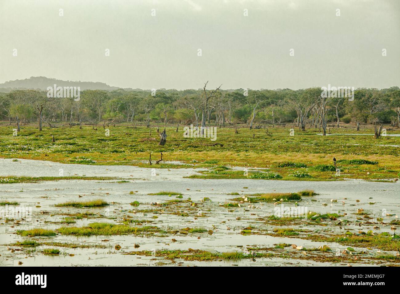 Landscape in the Yala National Park, Yala Park, Sri Lanka Stock Photo ...