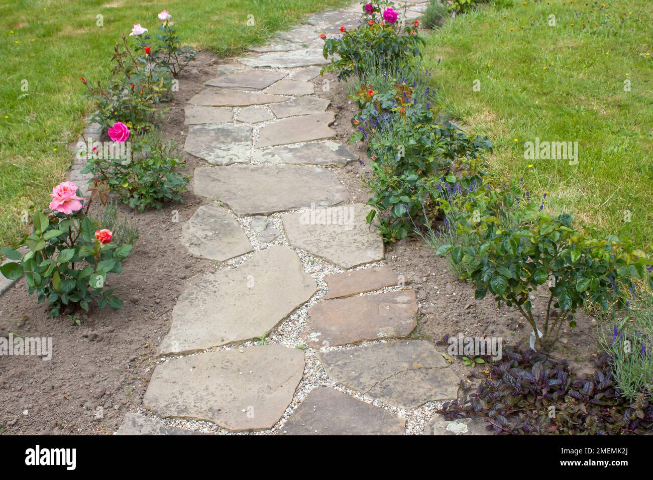 stone paved garden path and flowers - roses and lavender Stock Photo ...