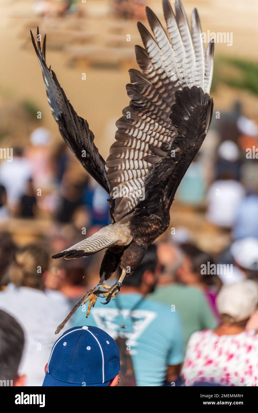 Flying cap hi-res stock photography and images - Alamy