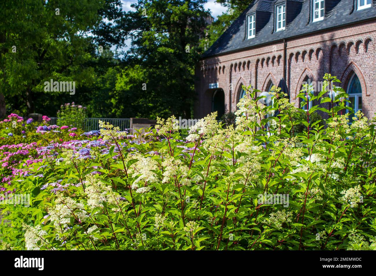 Bush of Hortensia flowers in the garden, Germany Stock Photo - Alamy