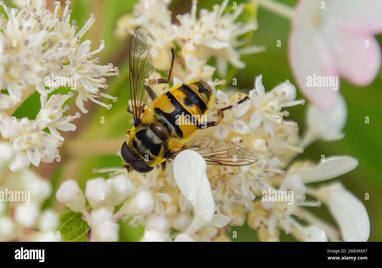 A macro of a Myathropa florea hoverfly on the delicate flowerhead of a ...