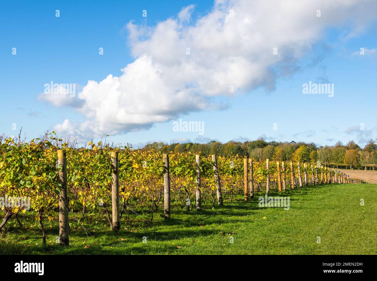 Halnaker west sussex hi-res stock photography and images - Alamy