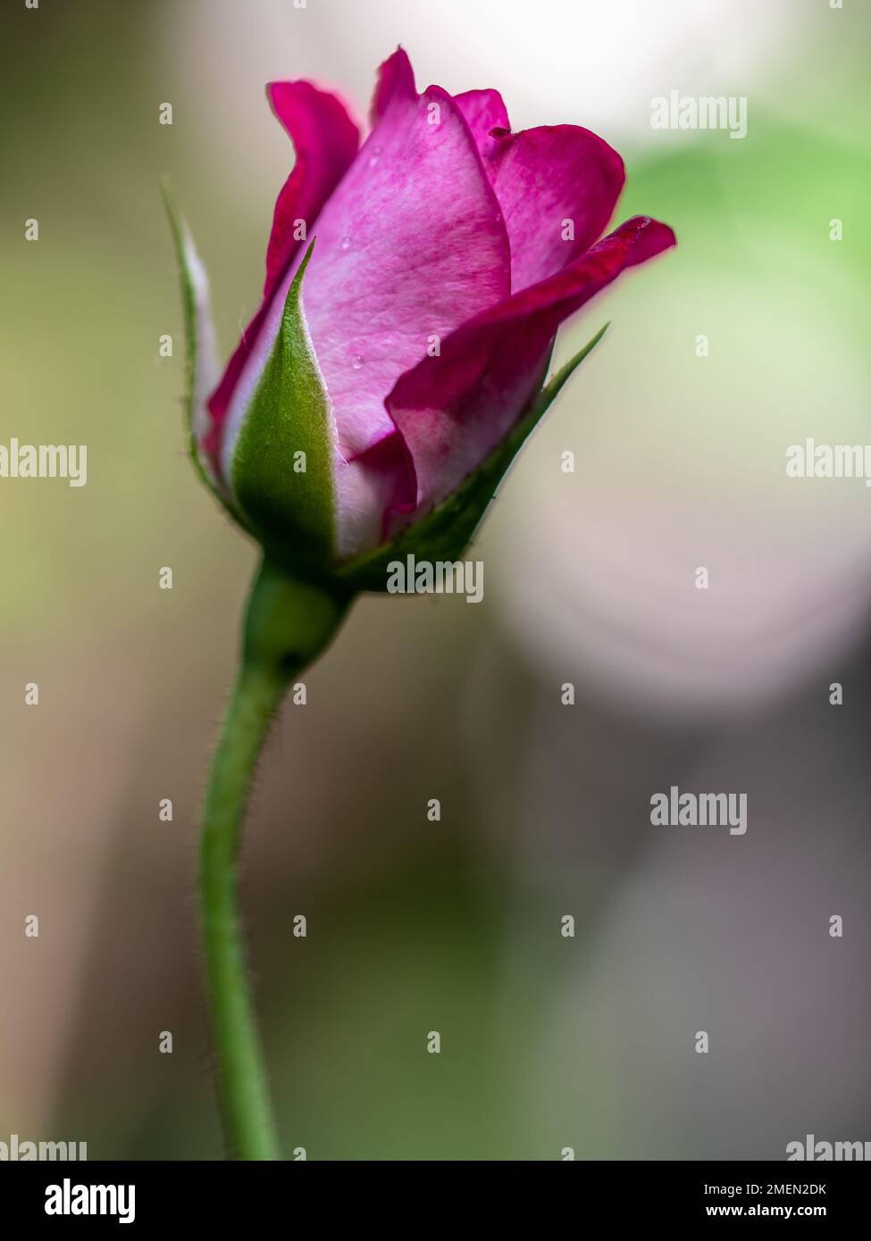 Midnight Blue rose begins to bloom the petals slowly bloom Stock Photo ...