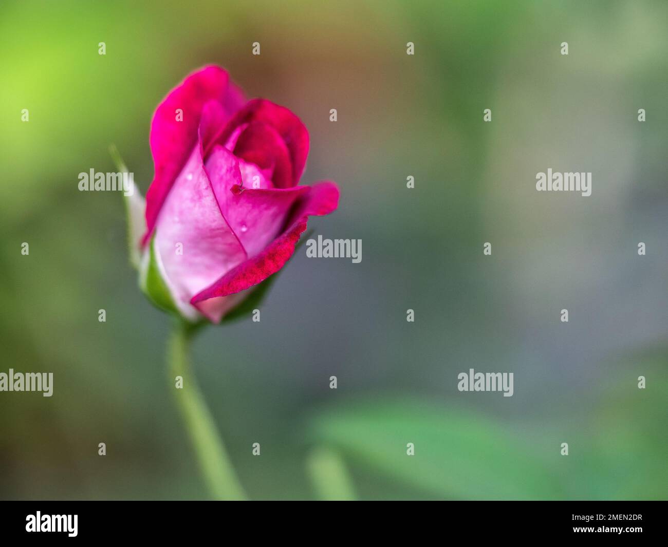 Midnight rose flower hi-res stock photography and images - Alamy