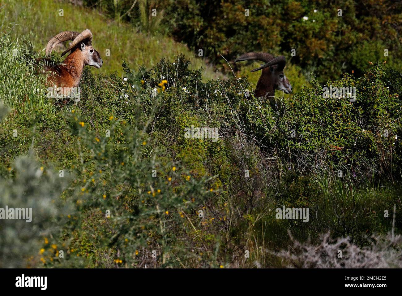 Two endangered Mouflon sheep are seen in the forest near the abandoned ...