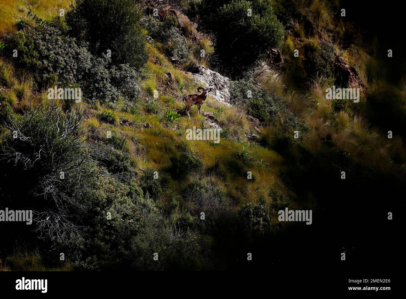 An endangered Mouflon sheep stands in the forest near the abandoned ...