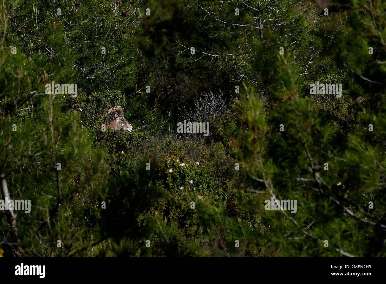 An endangered Mouflon sheep is seen in the forest near the abandoned ...