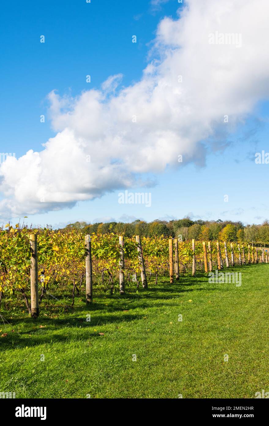 English vineyard portrait hi-res stock photography and images - Alamy