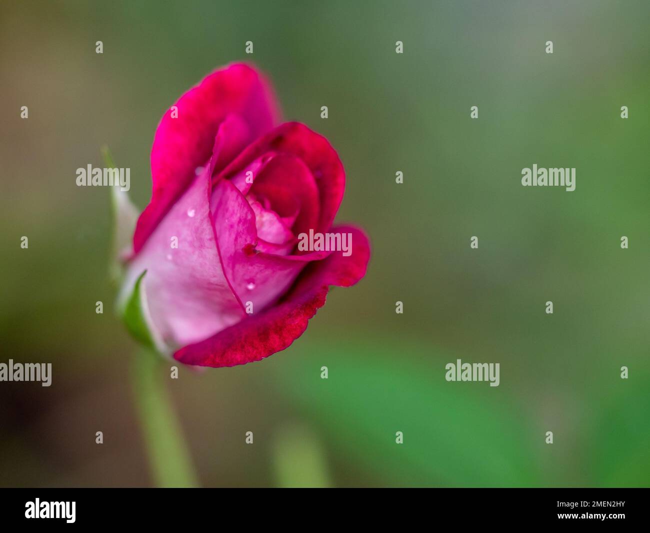 Midnight rose flower hi-res stock photography and images - Alamy