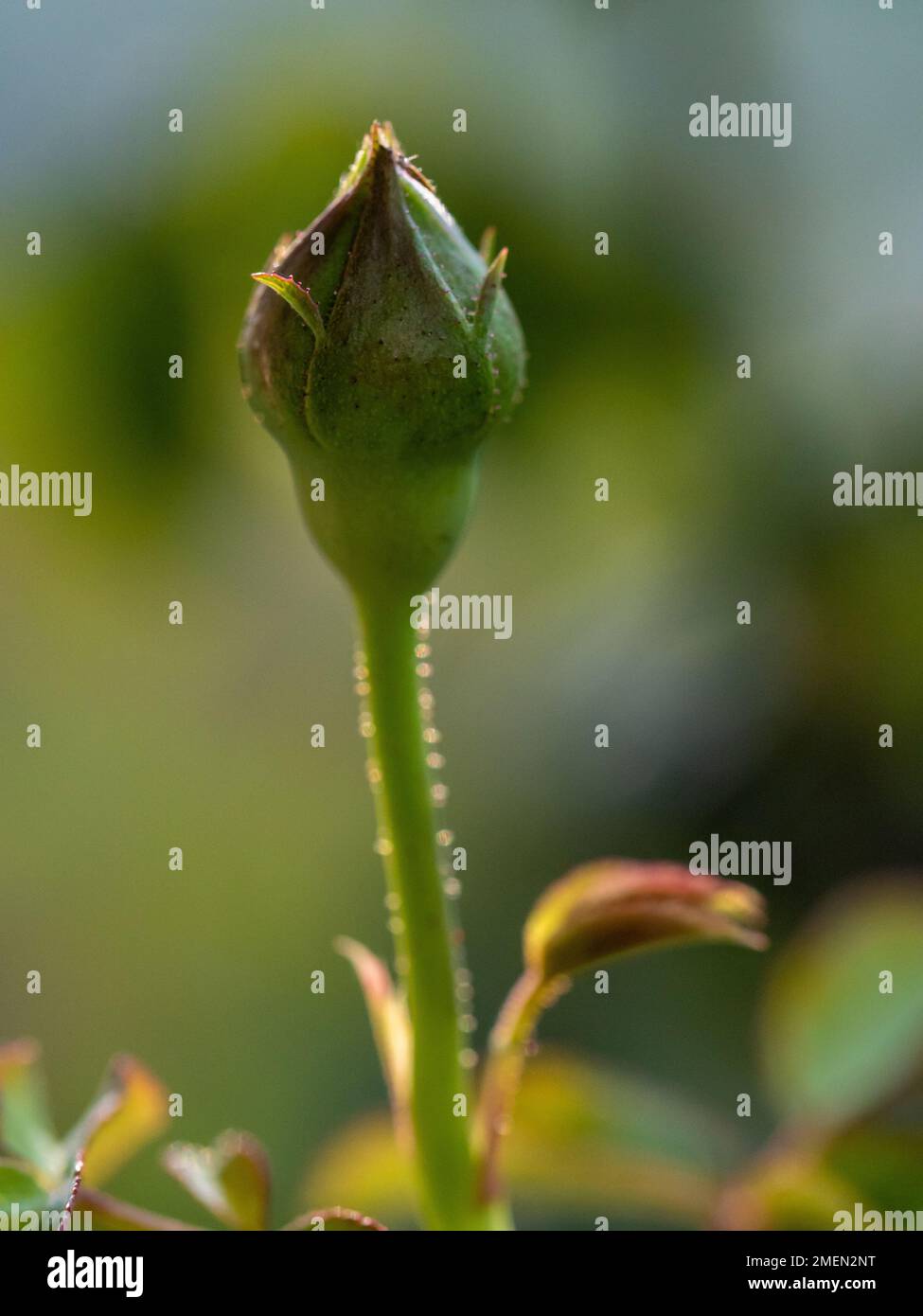 Slowly blooming hi-res stock photography and images - Alamy