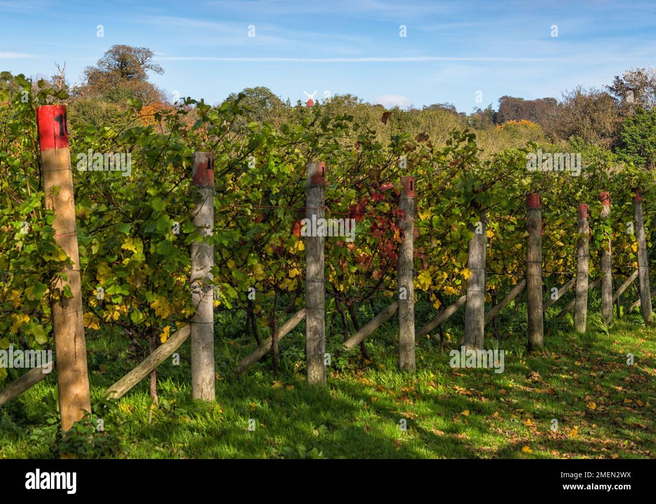 Halnaker Windmill as seen through the vineyards, West Sussex, England ...
