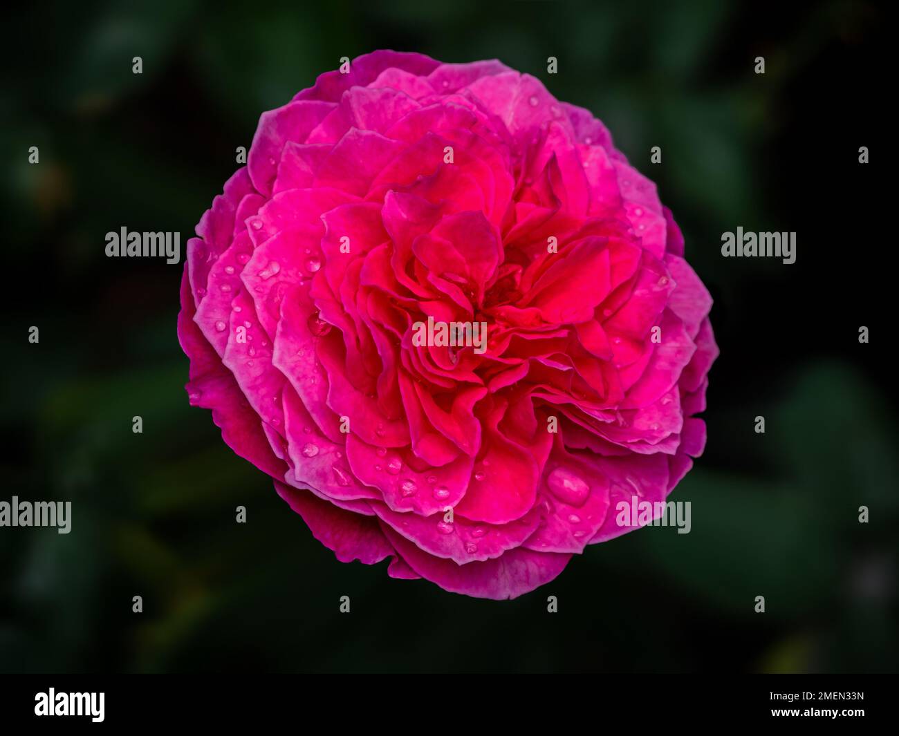 Shape and colors of Yuzen the japanese roses that blooming Stock Photo ...