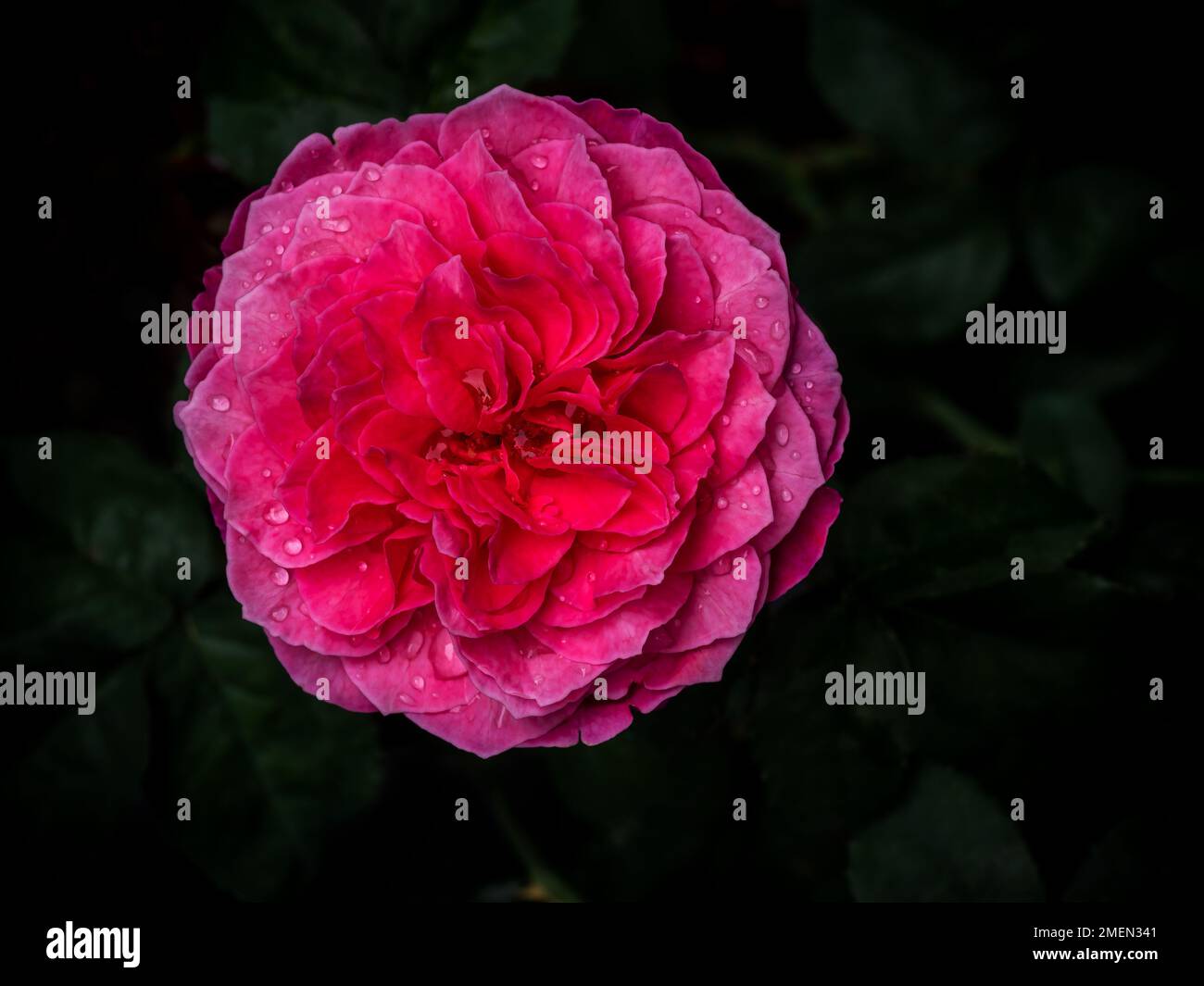 Shape and colors of Yuzen roses that begin to bloom Stock Photo - Alamy