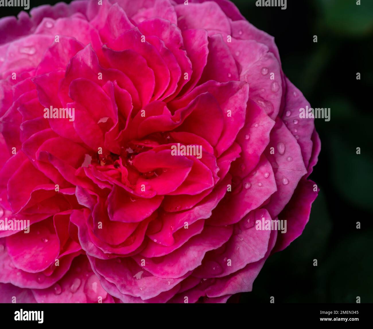 Close-up delicate Yuzen rose petals as nature background Stock Photo ...