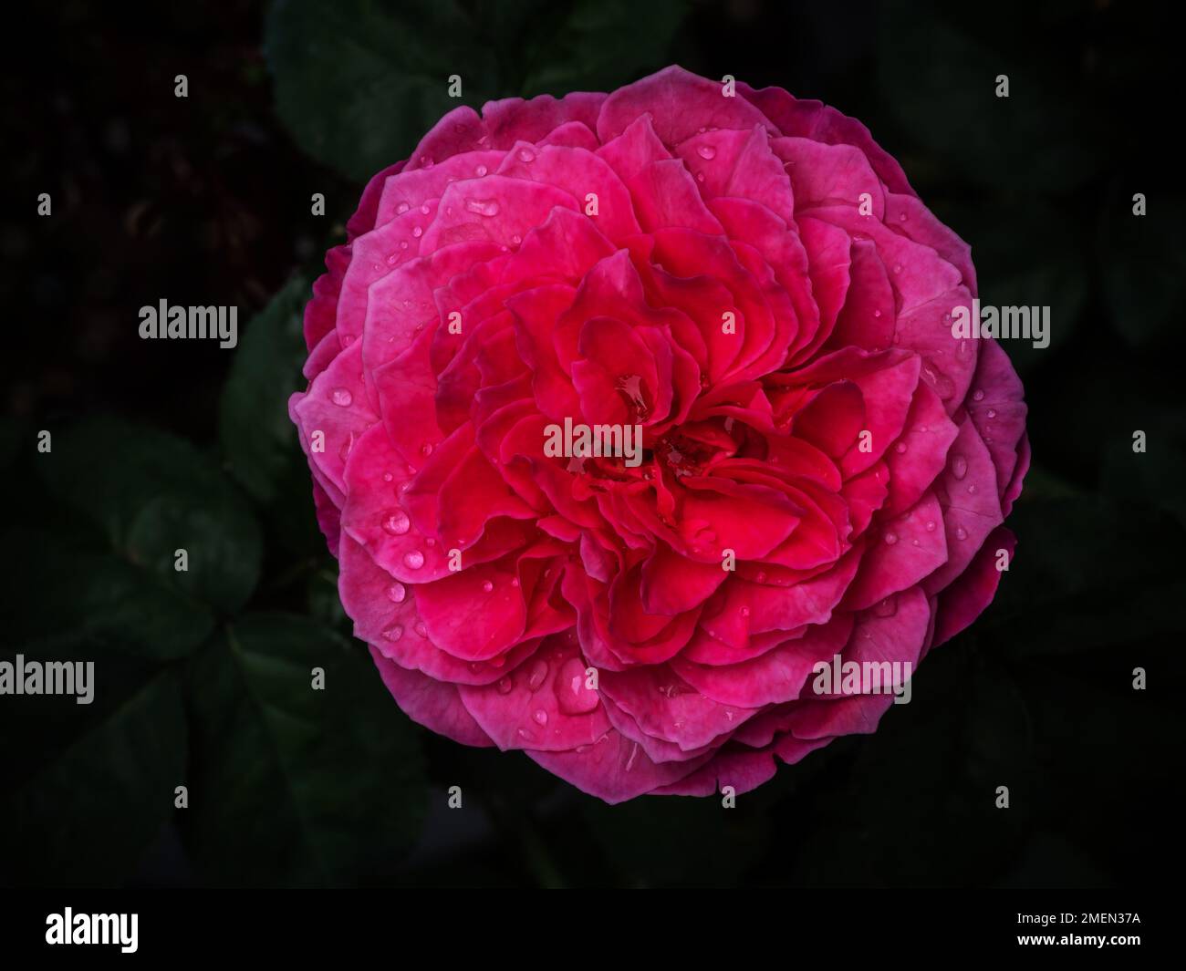 Shape and colors of Yuzen roses that begin to bloom Stock Photo - Alamy