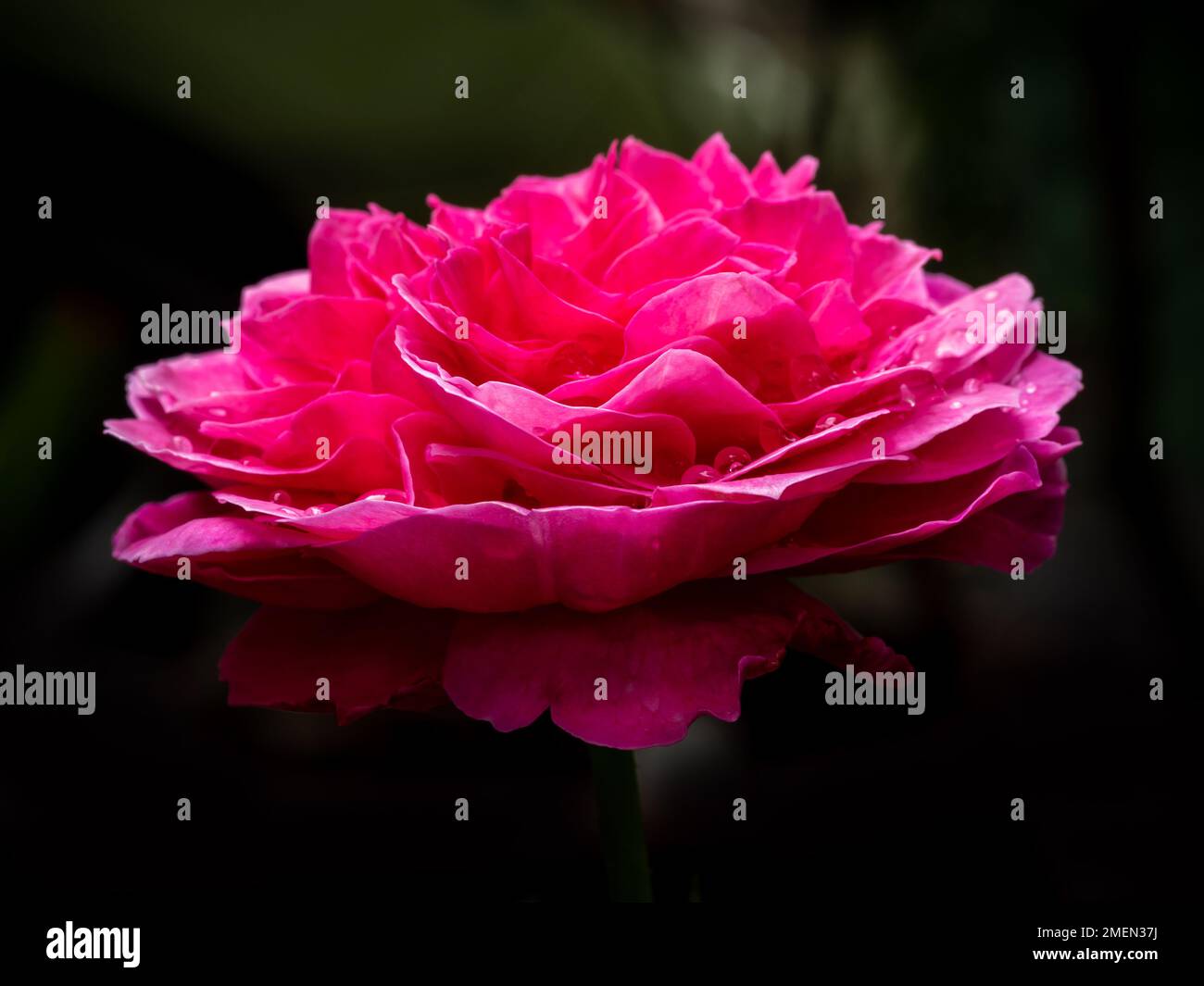 Shape and colors of Yuzen roses that blooming in Tropical climates ...