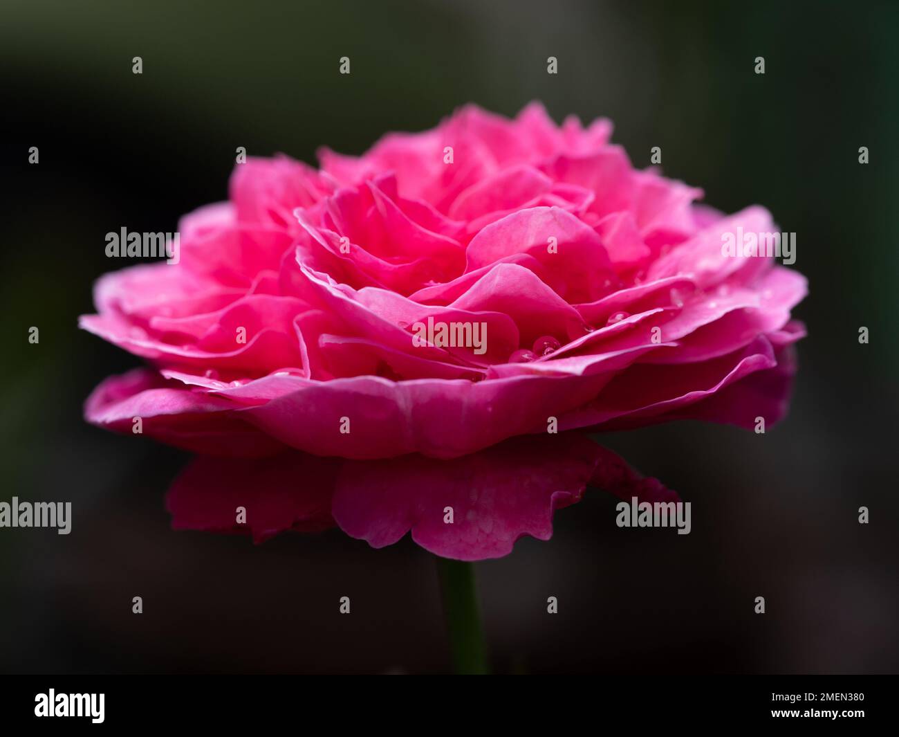 Shape and colors of Yuzen roses that blooming in Tropical climates ...