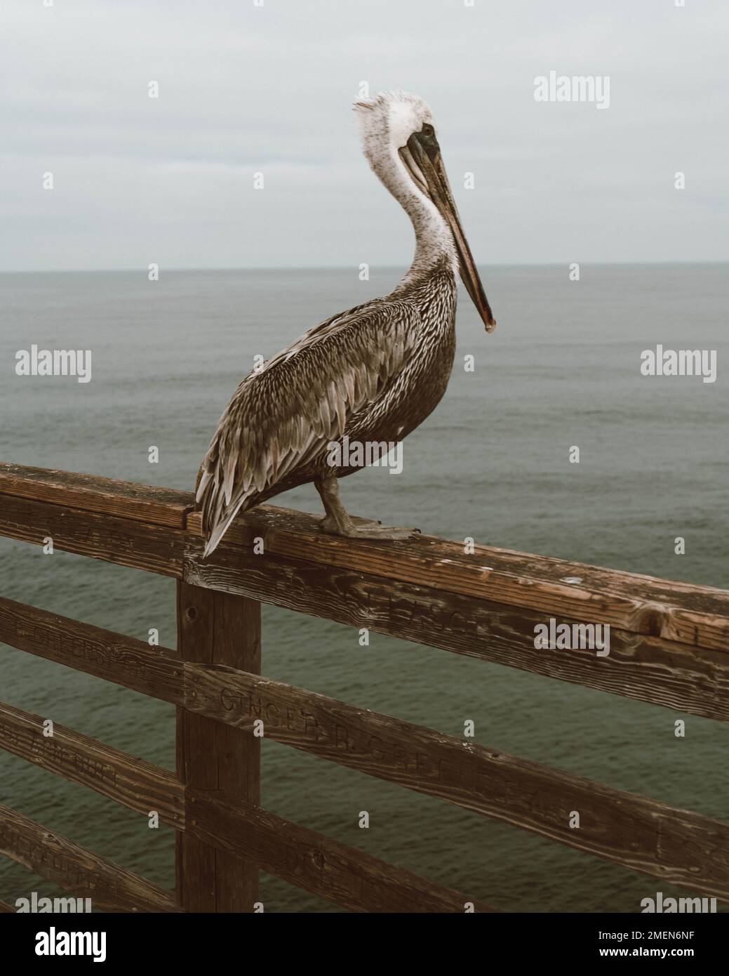 A vertical vintage shot of a pelican perched on a wooden surface with a ...