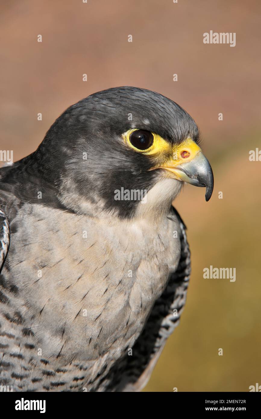 Peregrine Falcon (Falco peregrinus) portrait of captive falconers bird ...