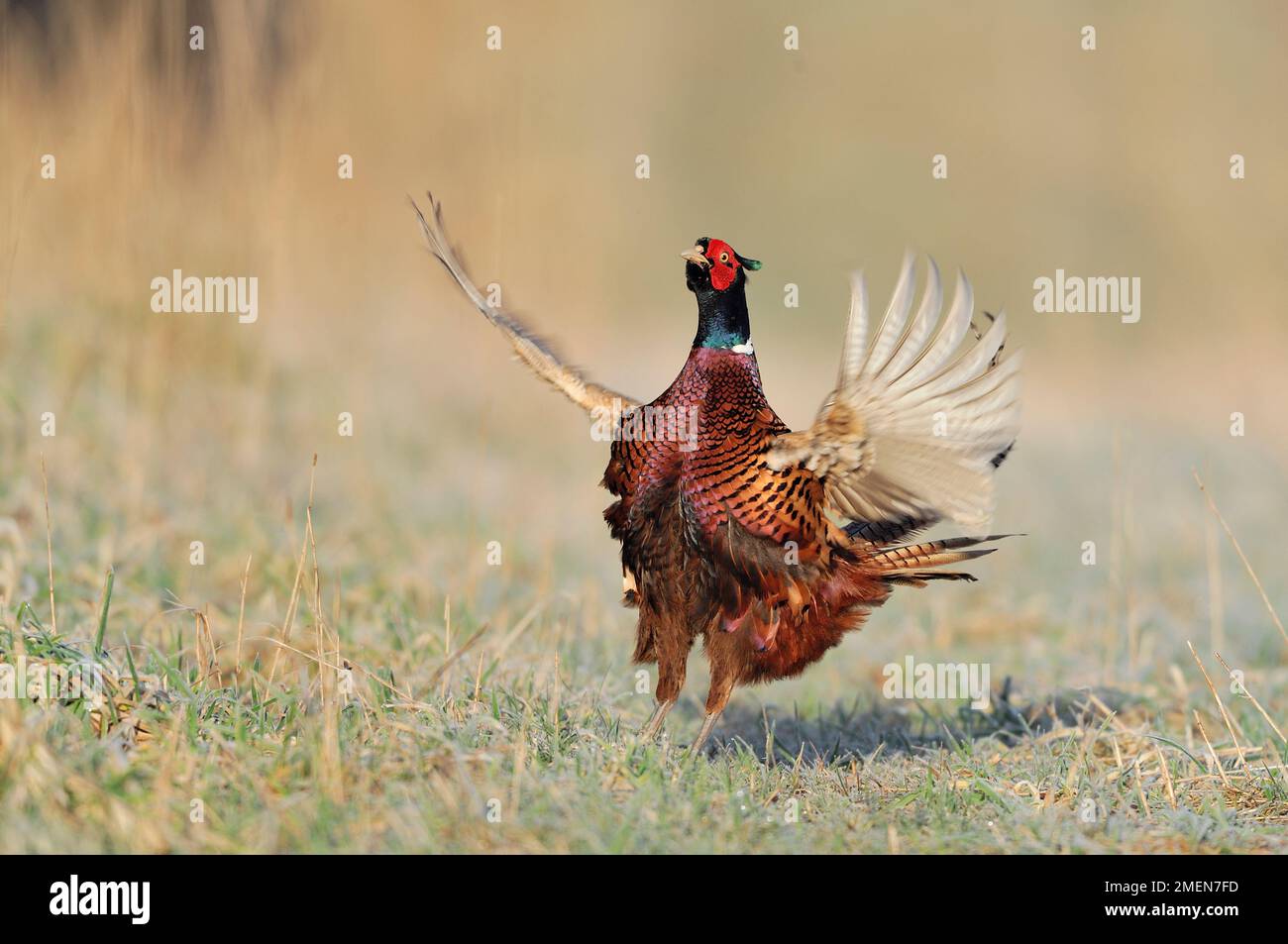 Male and female pheasants hi-res stock photography and images - Alamy