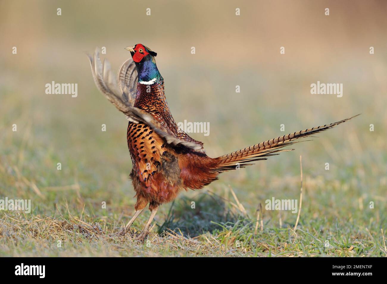 Ring-necked Pheasant (Phasianus colchicus) male displaying to attract ...