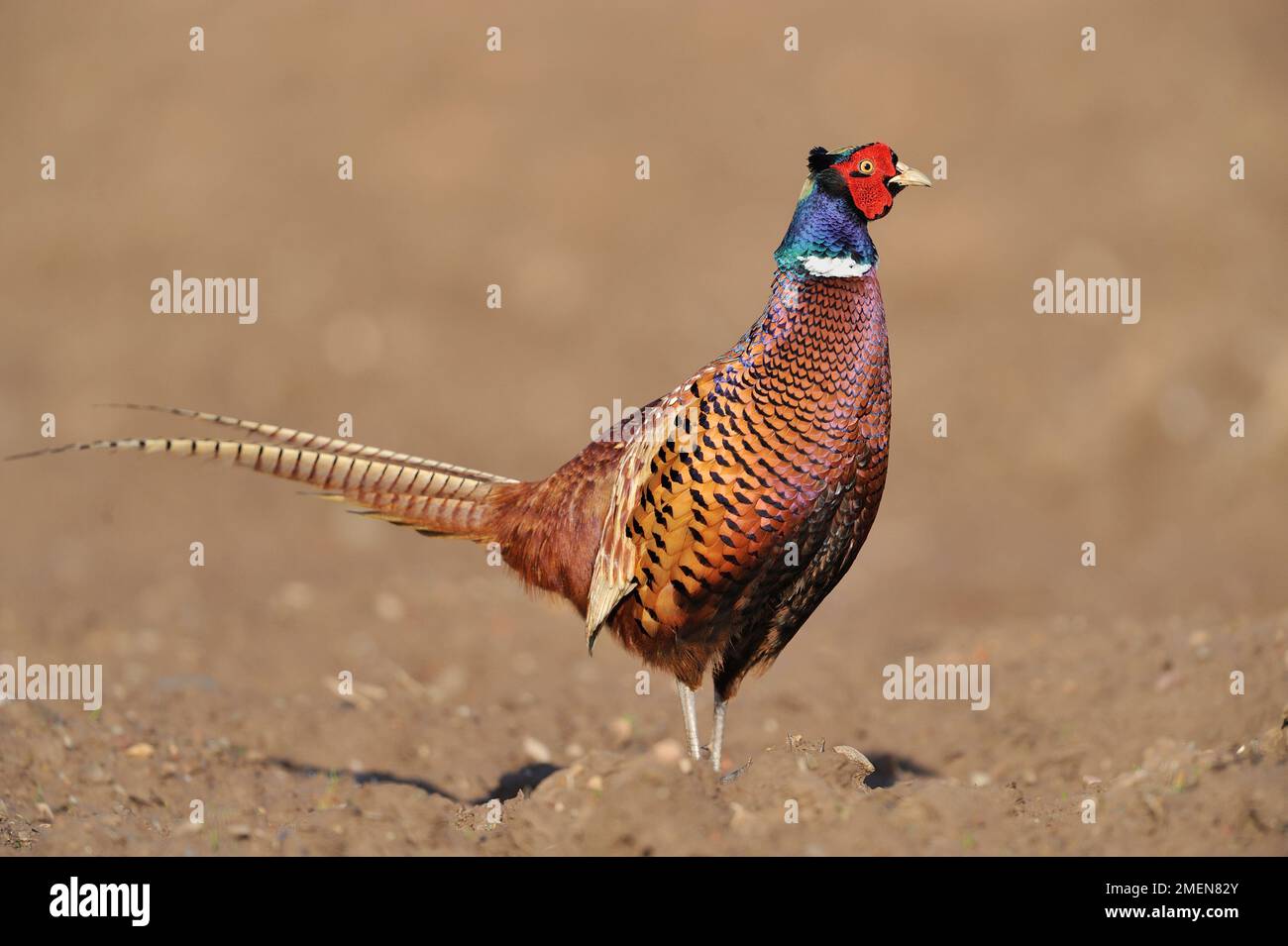 Ring-necked Pheasant (Phasianus colchicus) male in spring in ploughed arable field, Berwickshire ...