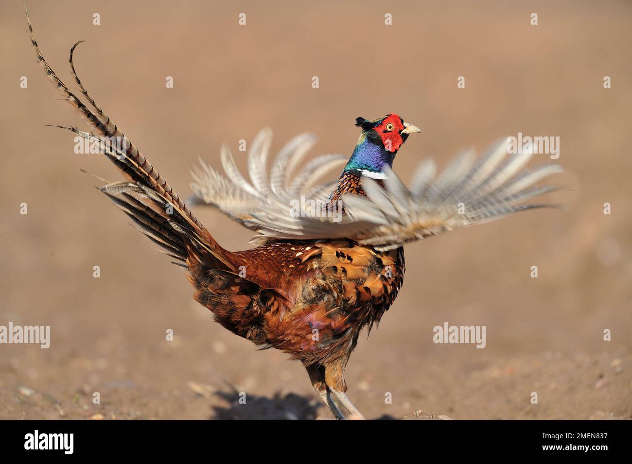 Ring-necked Pheasant (Phasianus colchicus) male in ploughed arable ...