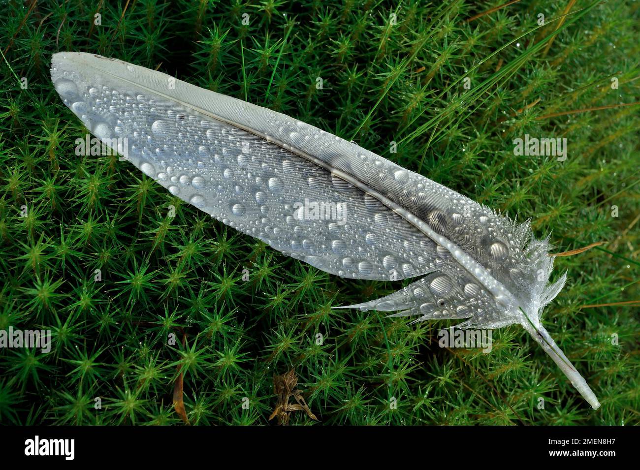 Pink-footed Goose (Anser brachyrhynchus) cast feather at overnight ...