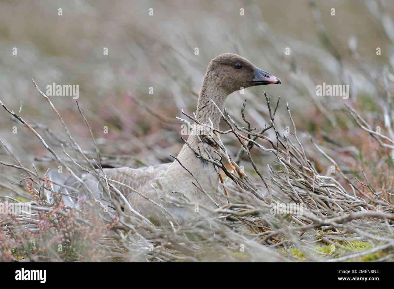 Pinkfooted Geese (Anser brachyrhynchus) on area of burnt heather ...