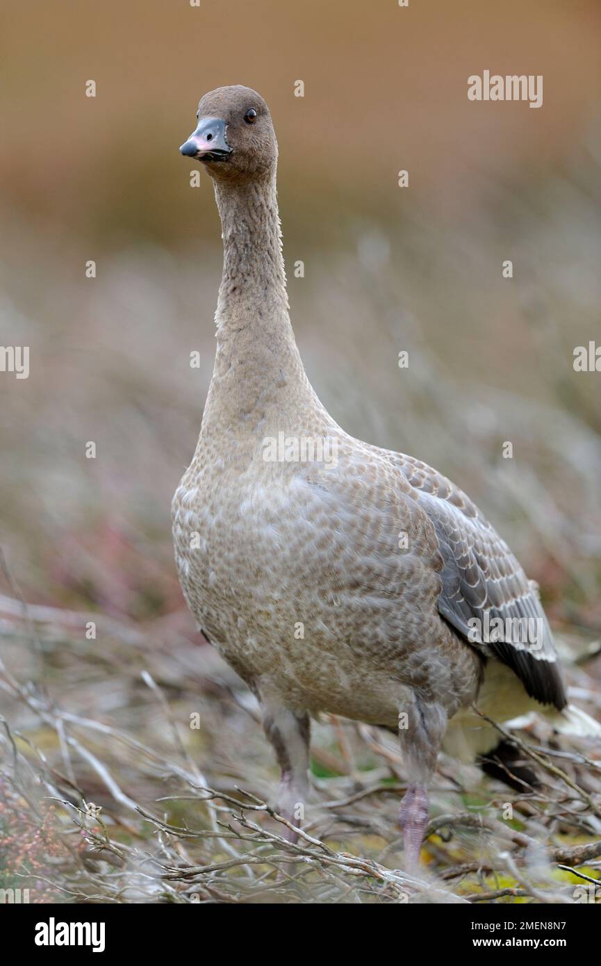 Pinkfooted Geese (Anser brachyrhynchus) on area of burnt heather ...