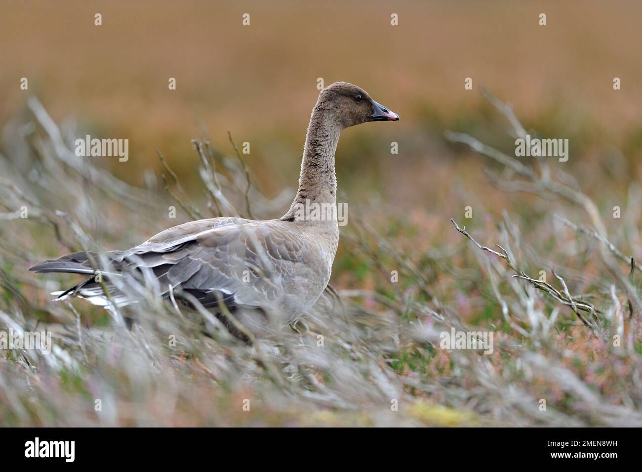 Pinkfooted Geese (Anser brachyrhynchus) on area of burnt heather ...