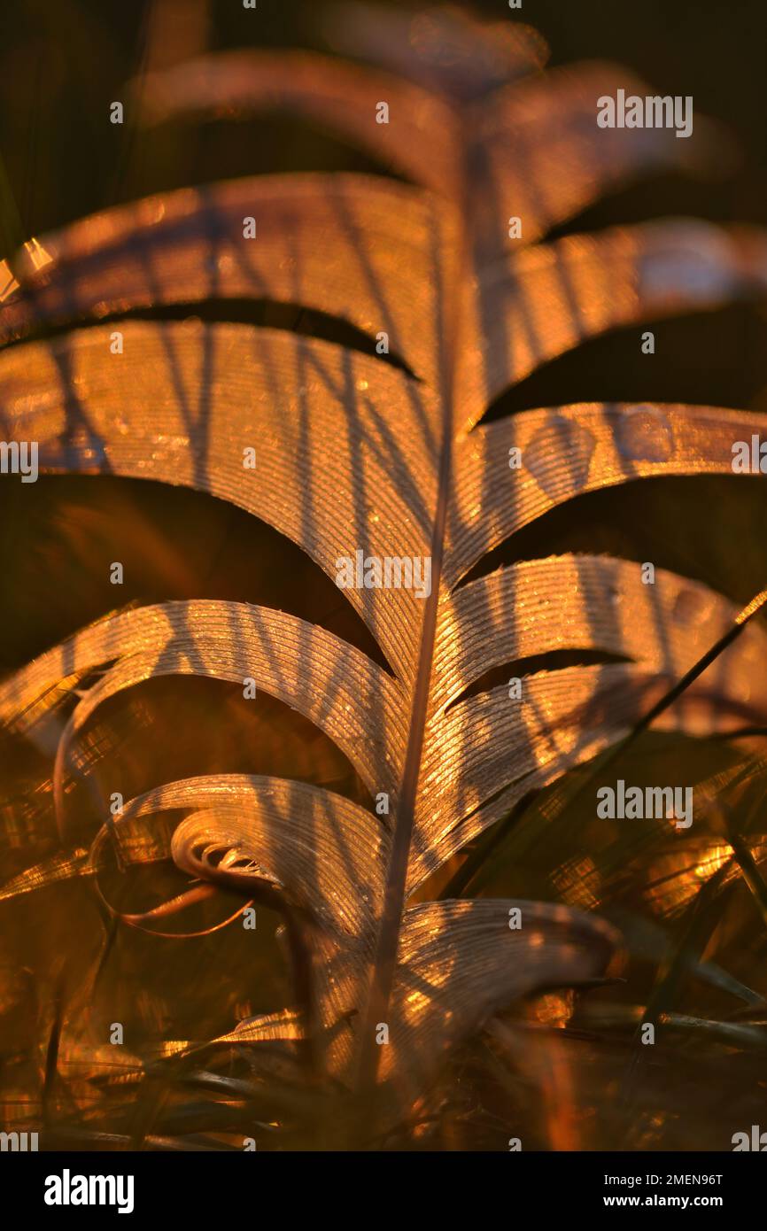 Pink-footed Geese (Anser brachyrhynchus) single moulted feather ...