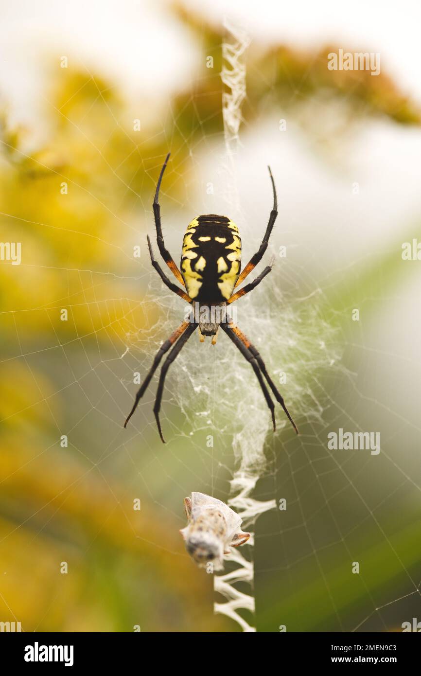 A vertical shot of a Yellow Garden Spider (Argiope aurantia) on a ...