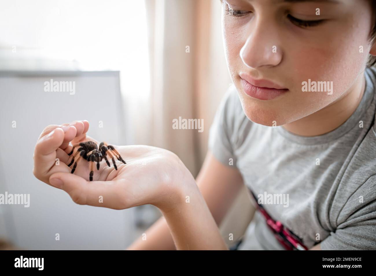 The boy looks with admiration at the pet of the house tarantula spider ...