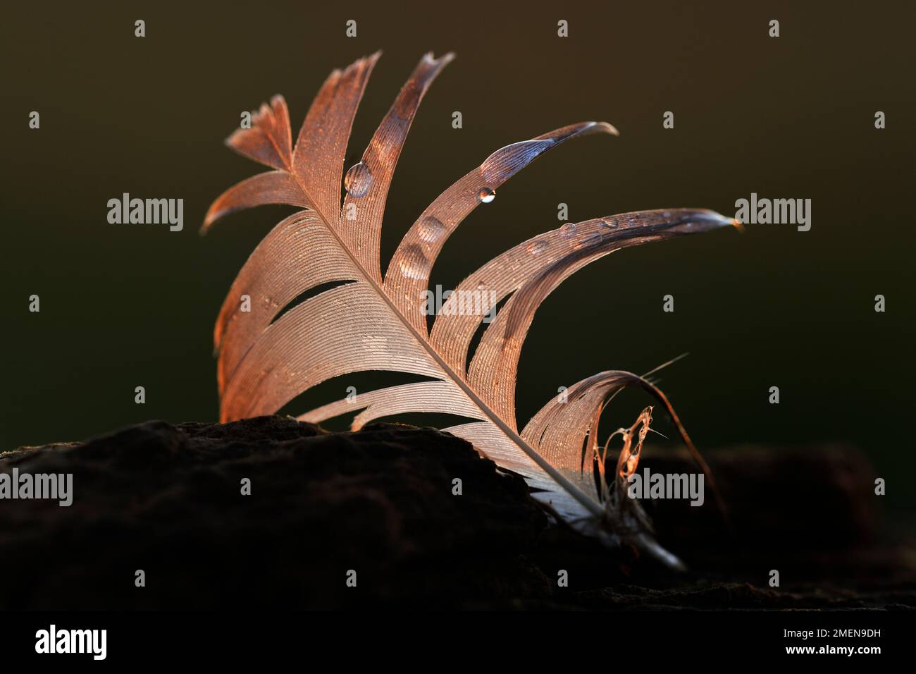 Pink-footed Geese (Anser brachyrhynchus) single moulted feather ...