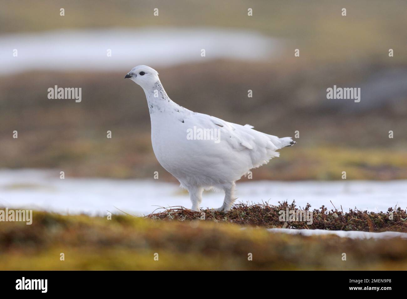 Ptarmigan (Lagopus mutus) female bird in white winter plumage ...