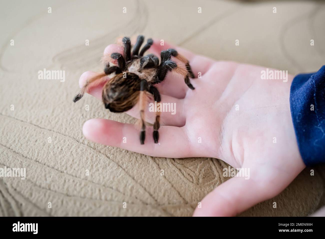 A huge tarantula spider in the palm of a little girl's hand Stock Photo ...