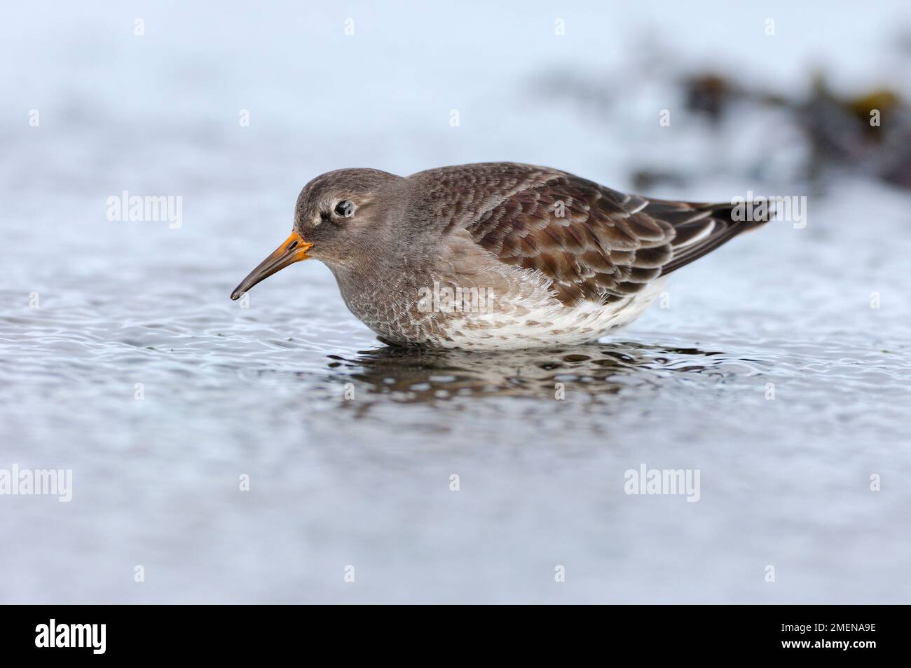 Purple Sandpiper (Calidris maritima) bird probing shallow tidal pool ...