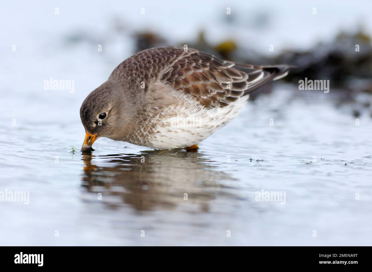 Purple Sandpiper (Calidris maritima) bird probing shallow tidal pool ...