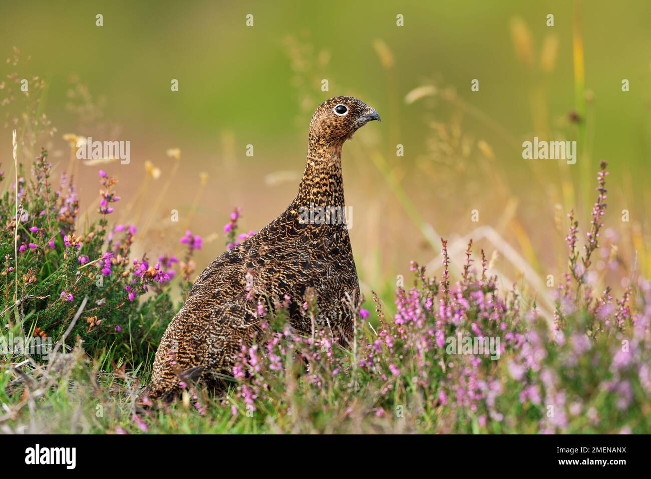 Red Grouse (Lapopus lagopus scoticus) female bird in flowering ling ...