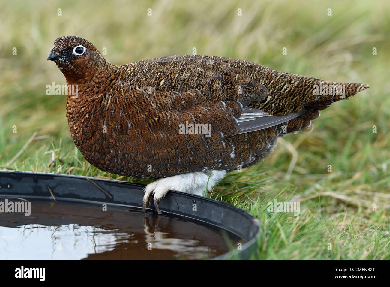 Red Grouse (Lagopus lagopus scoticus) female / hen bird drinking ...