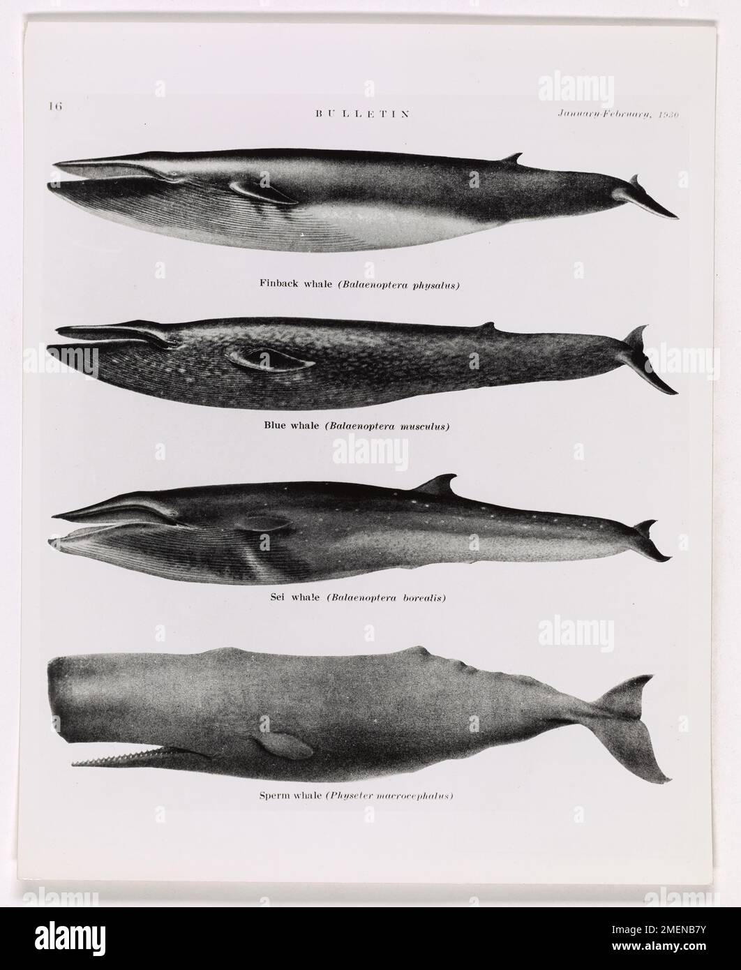 A January-February 1930 bulletin features illustrations of four whale ...