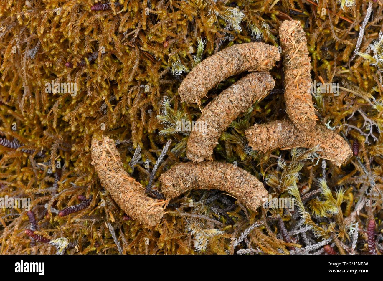Animal droppings uk hi-res stock photography and images - Alamy