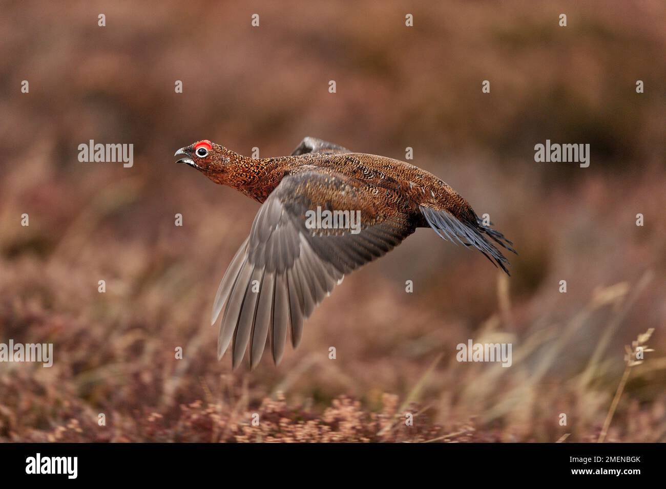 Flying grouse moorland scotland hi-res stock photography and images - Alamy