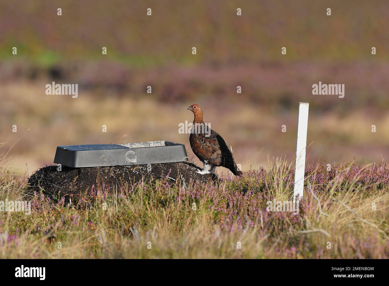 Red Grouse (Lagopus lagopus scoticus) adult bird beside tray of ...