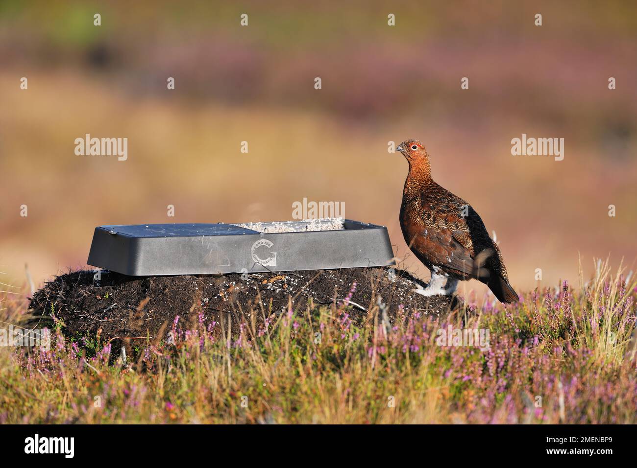 Red Grouse (Lagopus lagopus scoticus) adult bird beside tray of ...