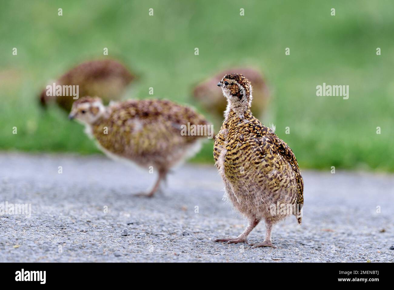 Red Grouse (Lagopus lagopus scoticus) juvenile birds on grouse moor ...